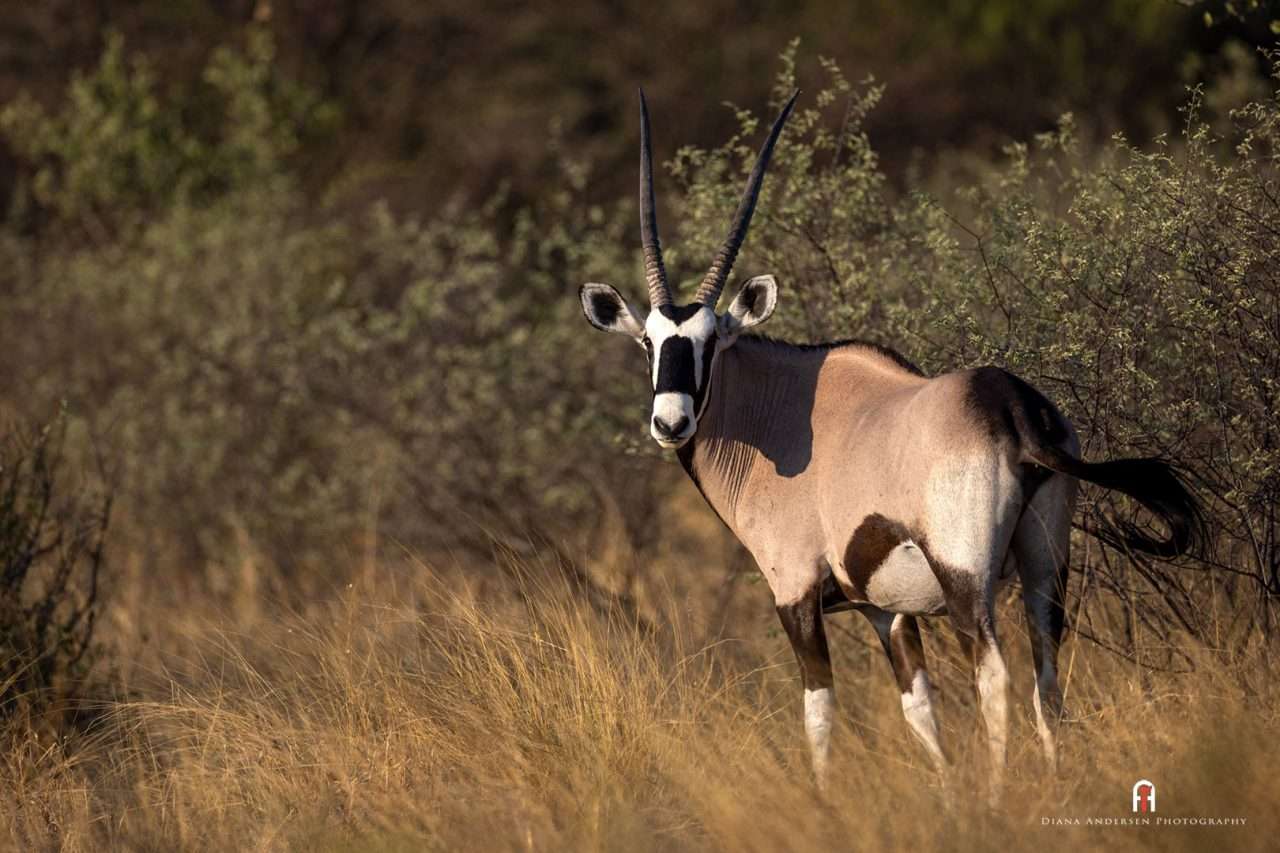 African Antelope Species - 10 Beautiful African Antelopes - Wildlife ...