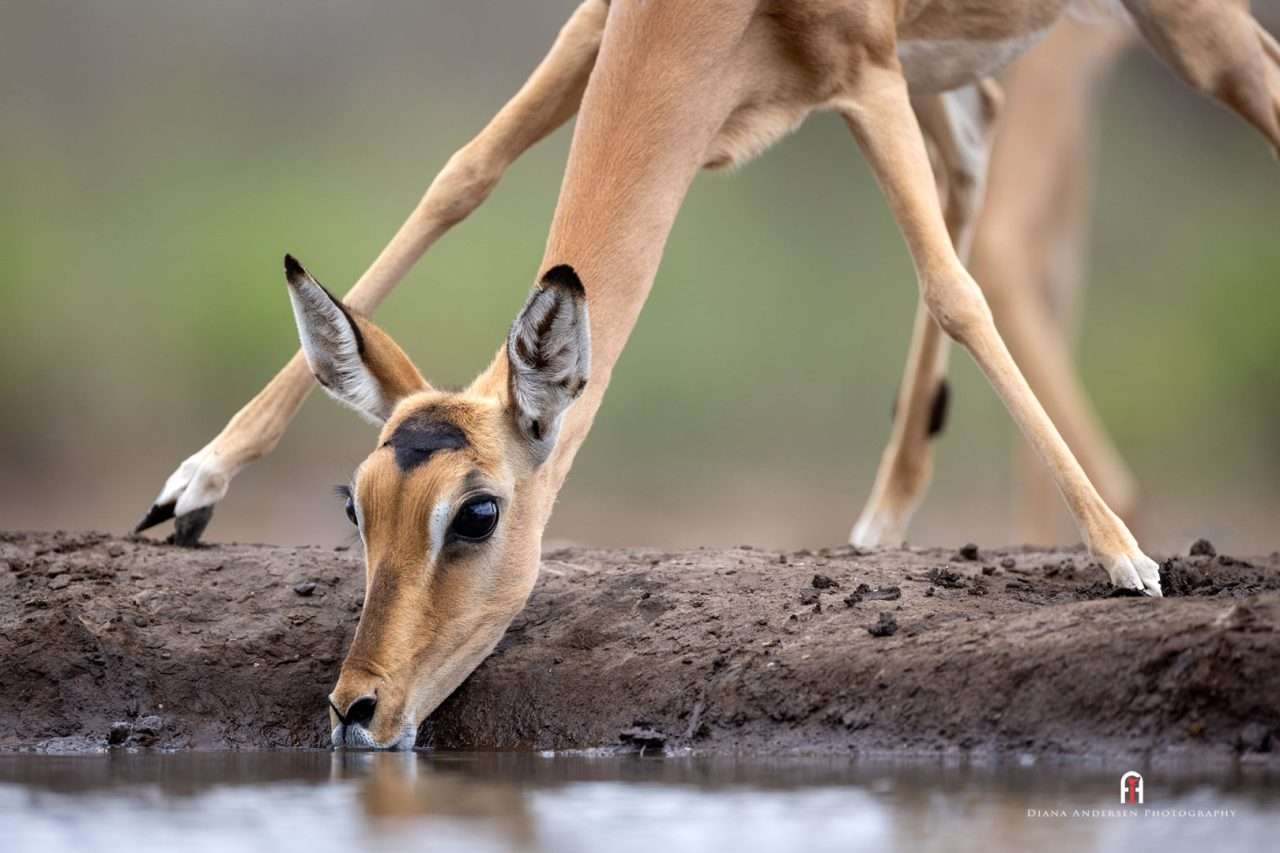 African Antelope Species - 10 Beautiful African Antelopes - Wildlife ...