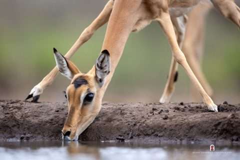 African Antelope Species - 10 Beautiful African Antelopes - Wildlife ...