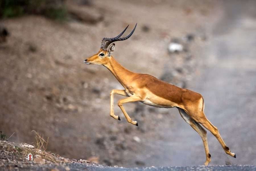 African Antelope Species - 10 Beautiful African Antelopes - Wildlife ...