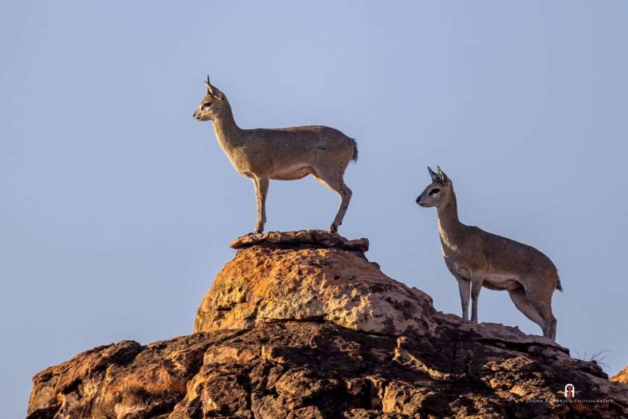 African Antelope Species - 10 Beautiful African Antelopes - Wildlife ...