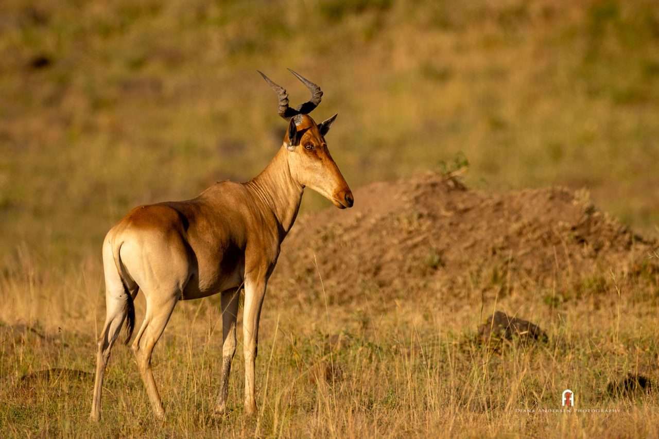 African Antelope Species - 10 Beautiful African Antelopes - Wildlife ...