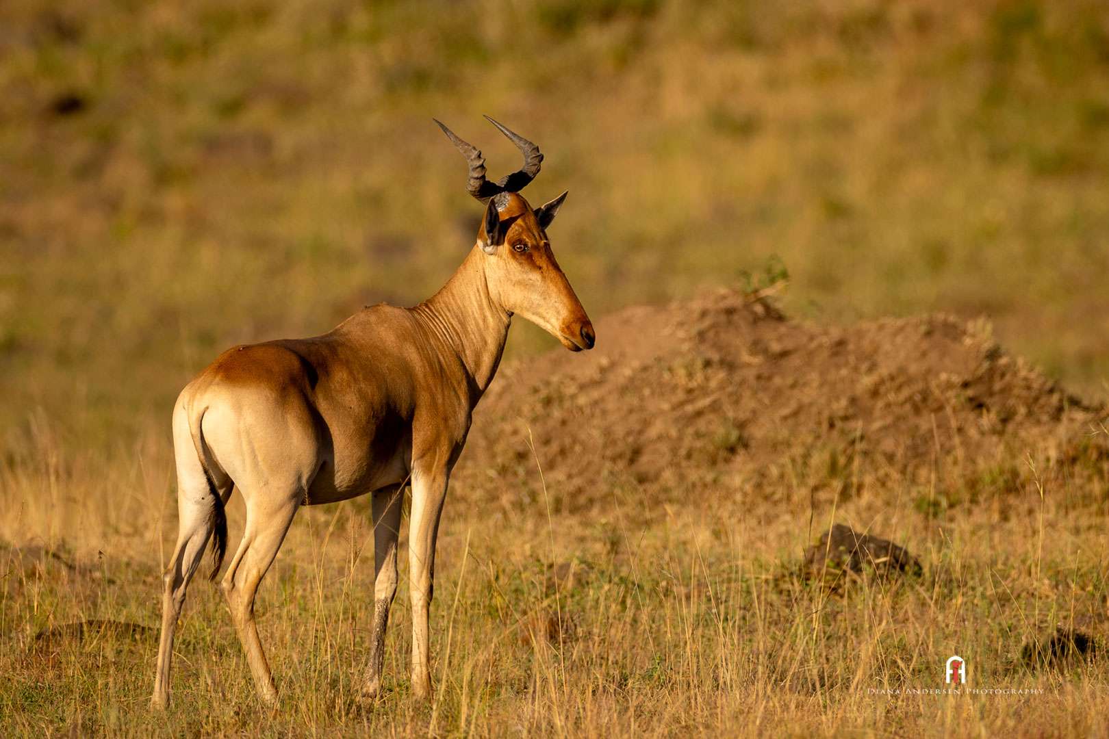 African Antelope Species - 10 Beautiful African Antelopes - Wildlife ...