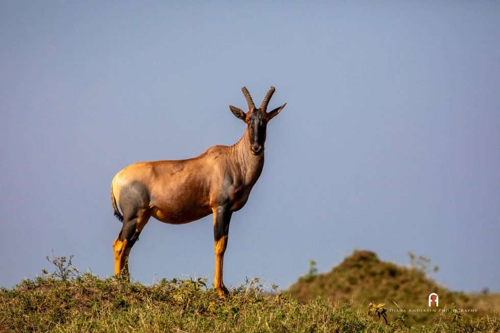 African Antelope Species - 10 Beautiful African Antelopes - Wildlife ...