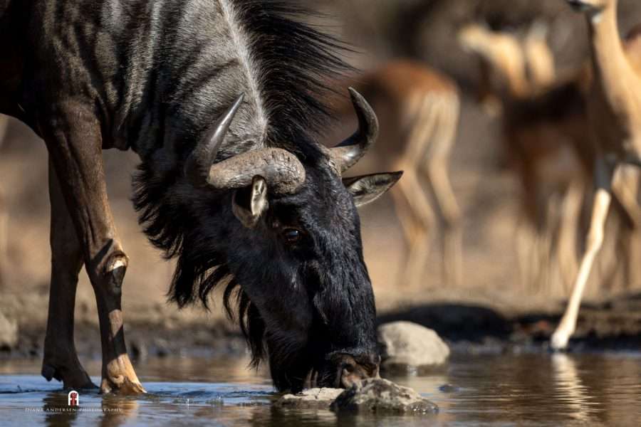 African Antelope Species - 10 Beautiful African Antelopes - Wildlife ...