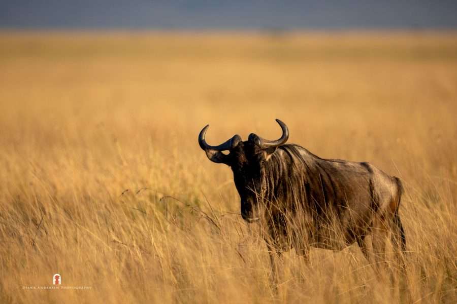 African Antelope Species - 10 Beautiful African Antelopes - Wildlife ...