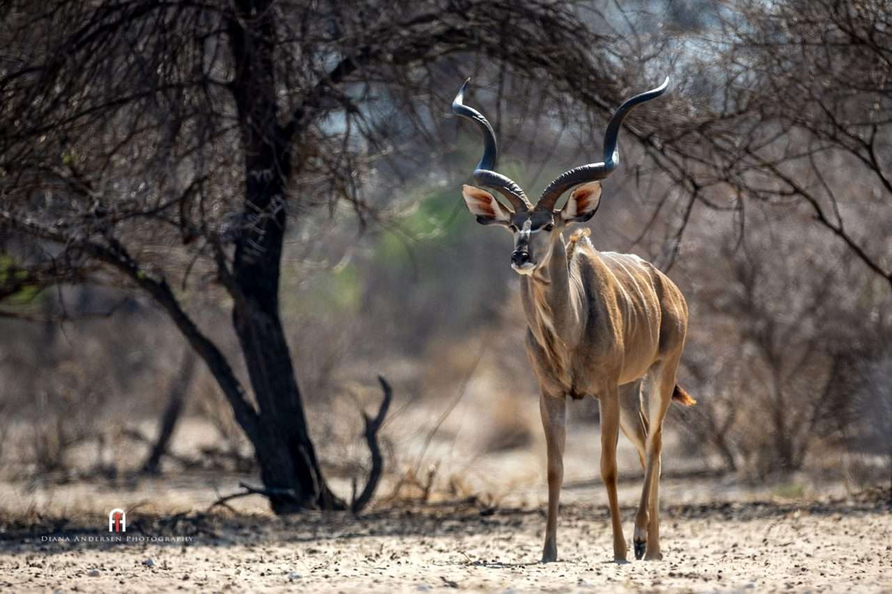African Antelope Species - 10 Beautiful African Antelopes - Wildlife ...