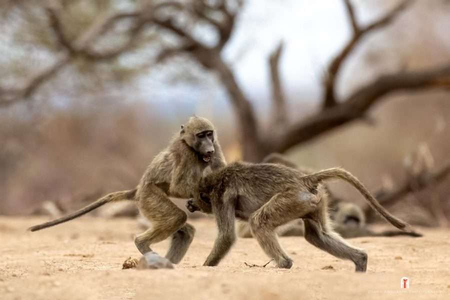Lala Limpopo Sleepout Hide - Wildlife Photography in Botswana ...