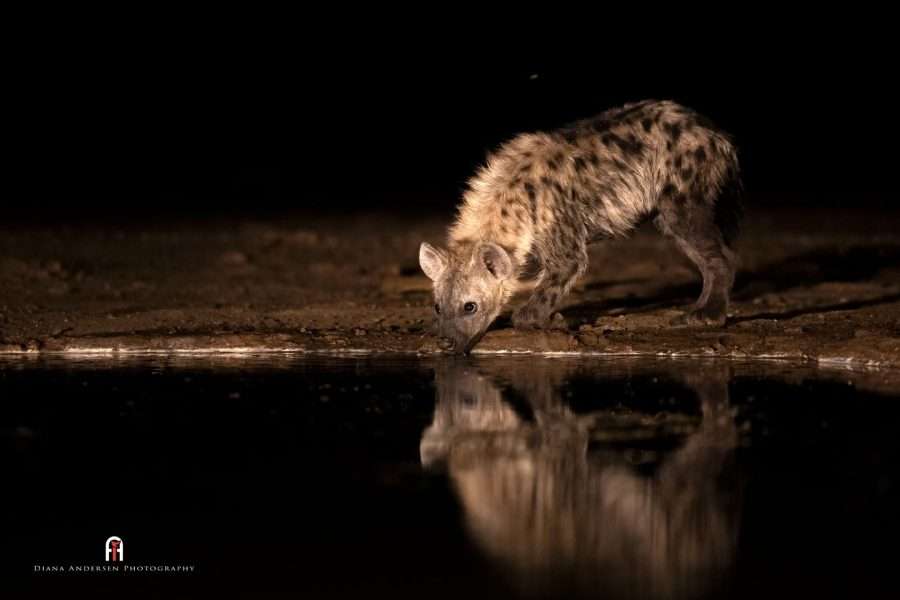 Lala Limpopo Sleepout Hide - Wildlife Photography in Botswana ...