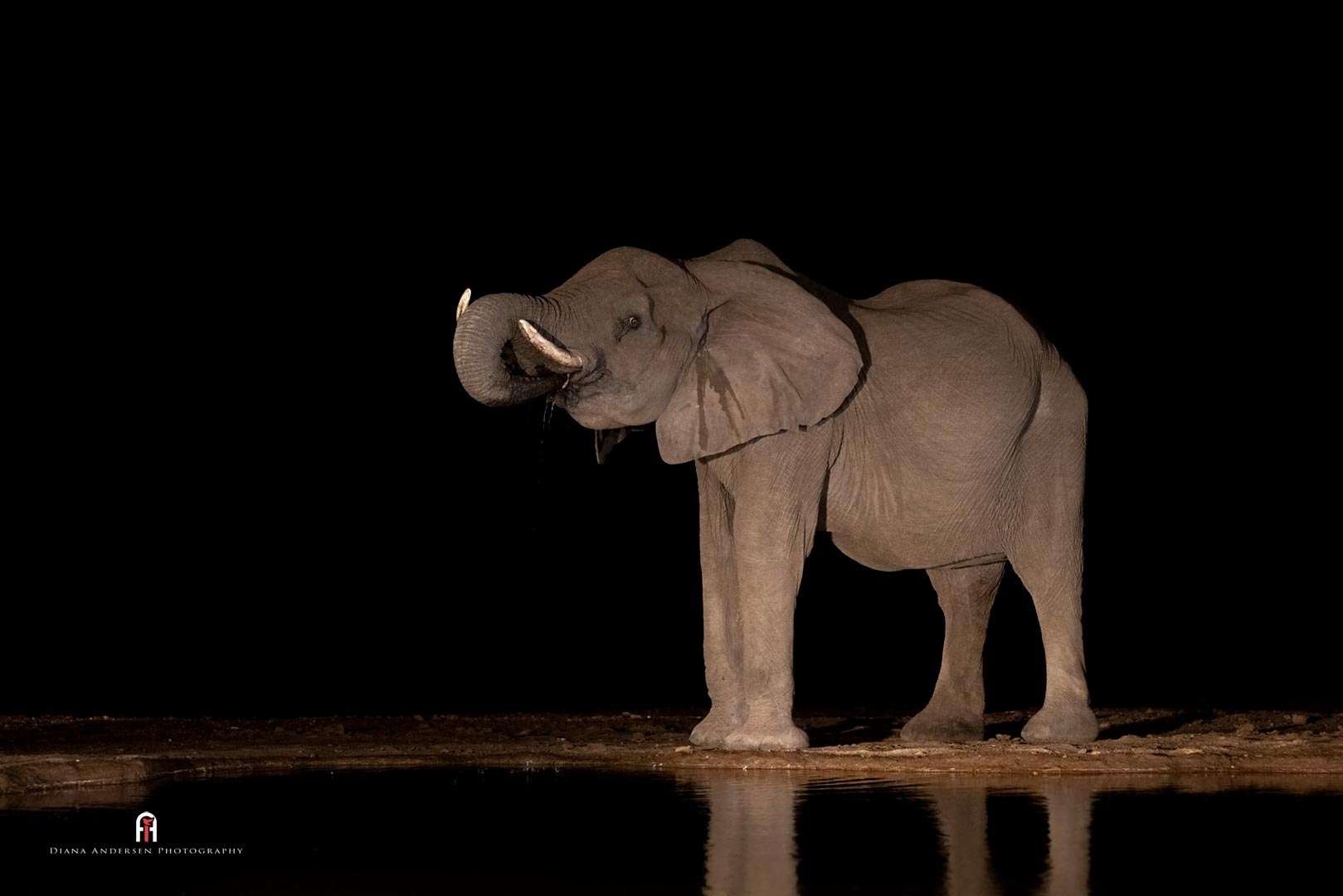 Lala Limpopo Sleepout Hide - Wildlife Photography in Botswana ...