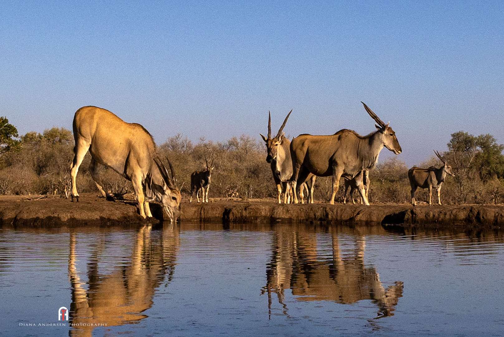 African Eland 6 Letters