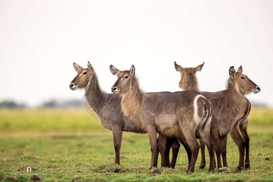 African Antelope Species - 10 Beautiful African Antelopes - Wildlife ...