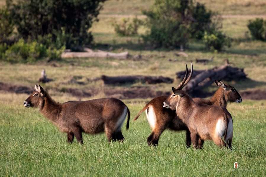 African Antelope Species - 10 Beautiful African Antelopes - Wildlife ...