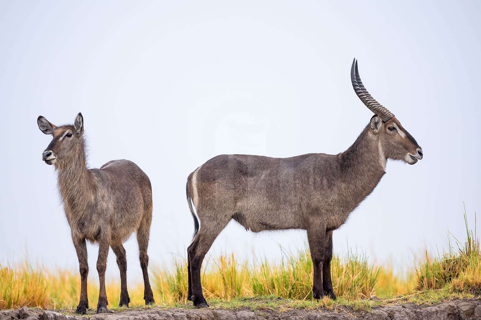 Waterbuck Bull and Cow - Royalty Free Stock Image - Wildlife Information