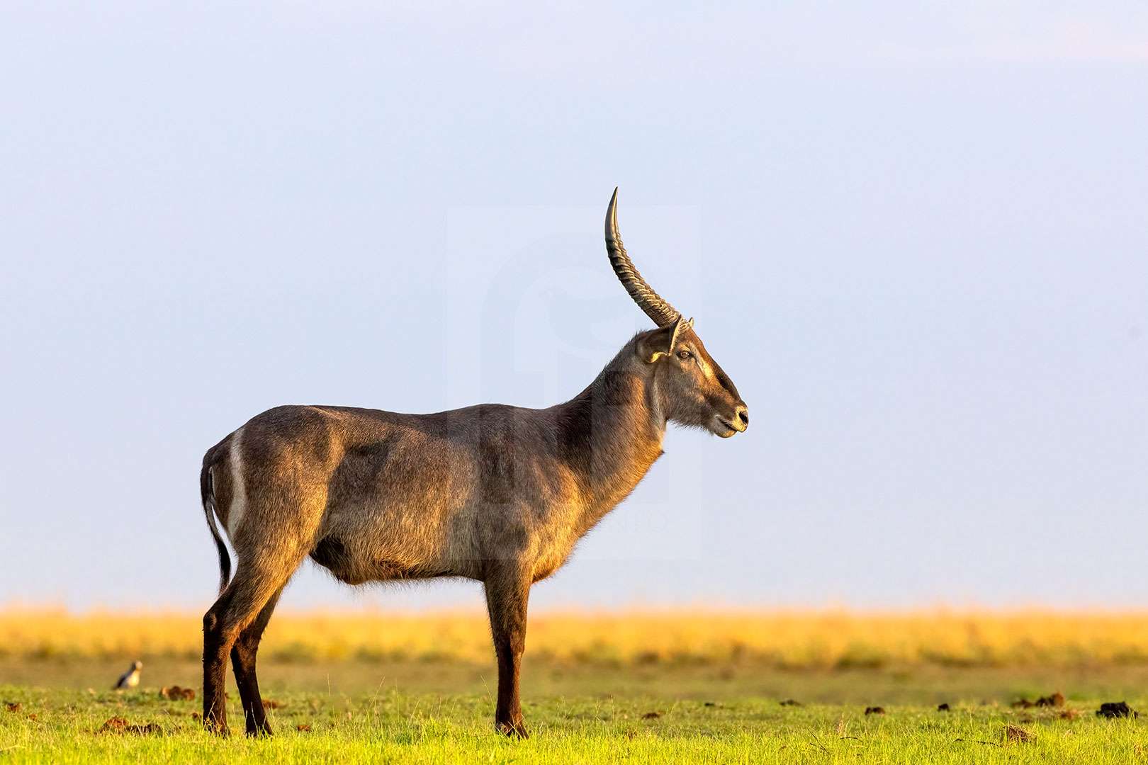 Waterbuck Bull in Chobe - Royalty Free Stock Image - Wildlife Information