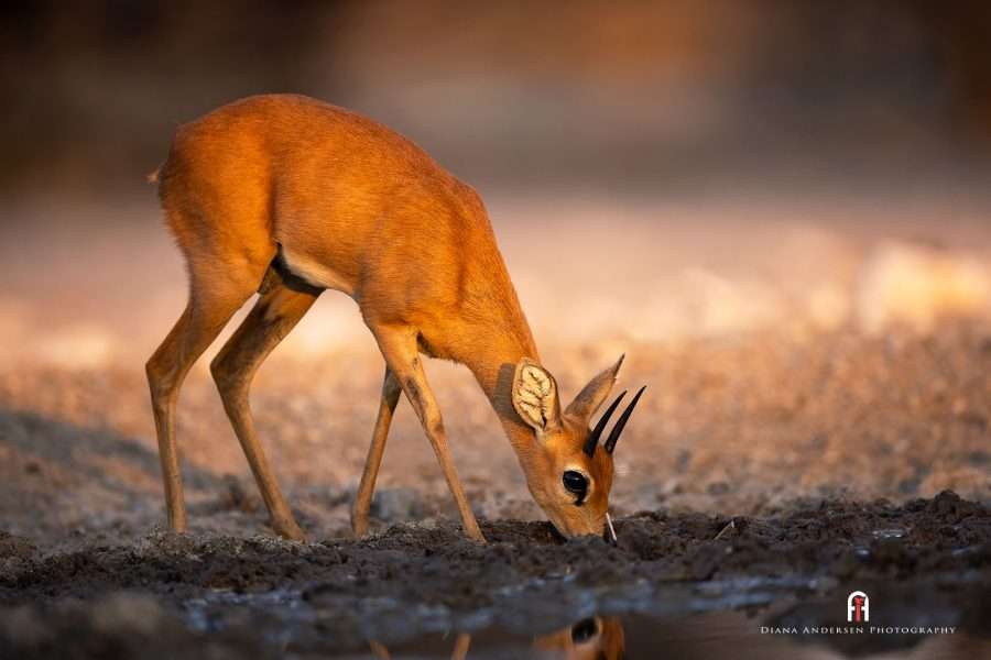 African Antelope Species - 10 Beautiful African Antelopes - Wildlife ...