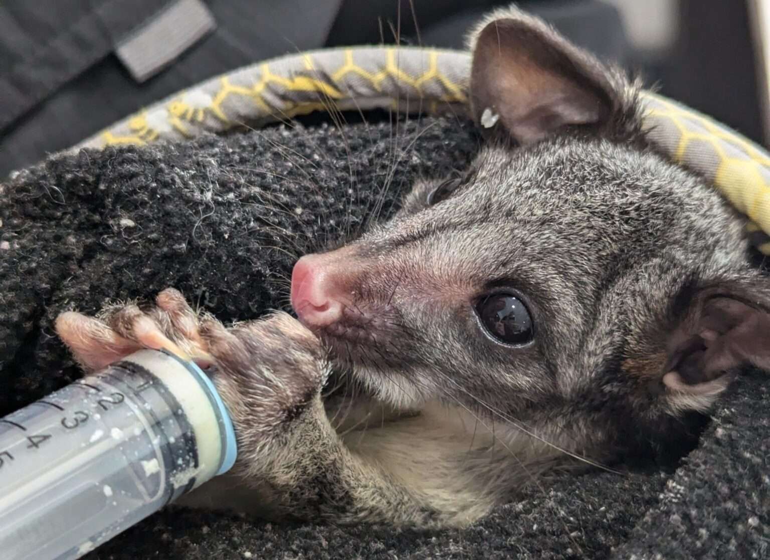 Perth Wildlife Hospital - Malaga, Western Australia, Australia
