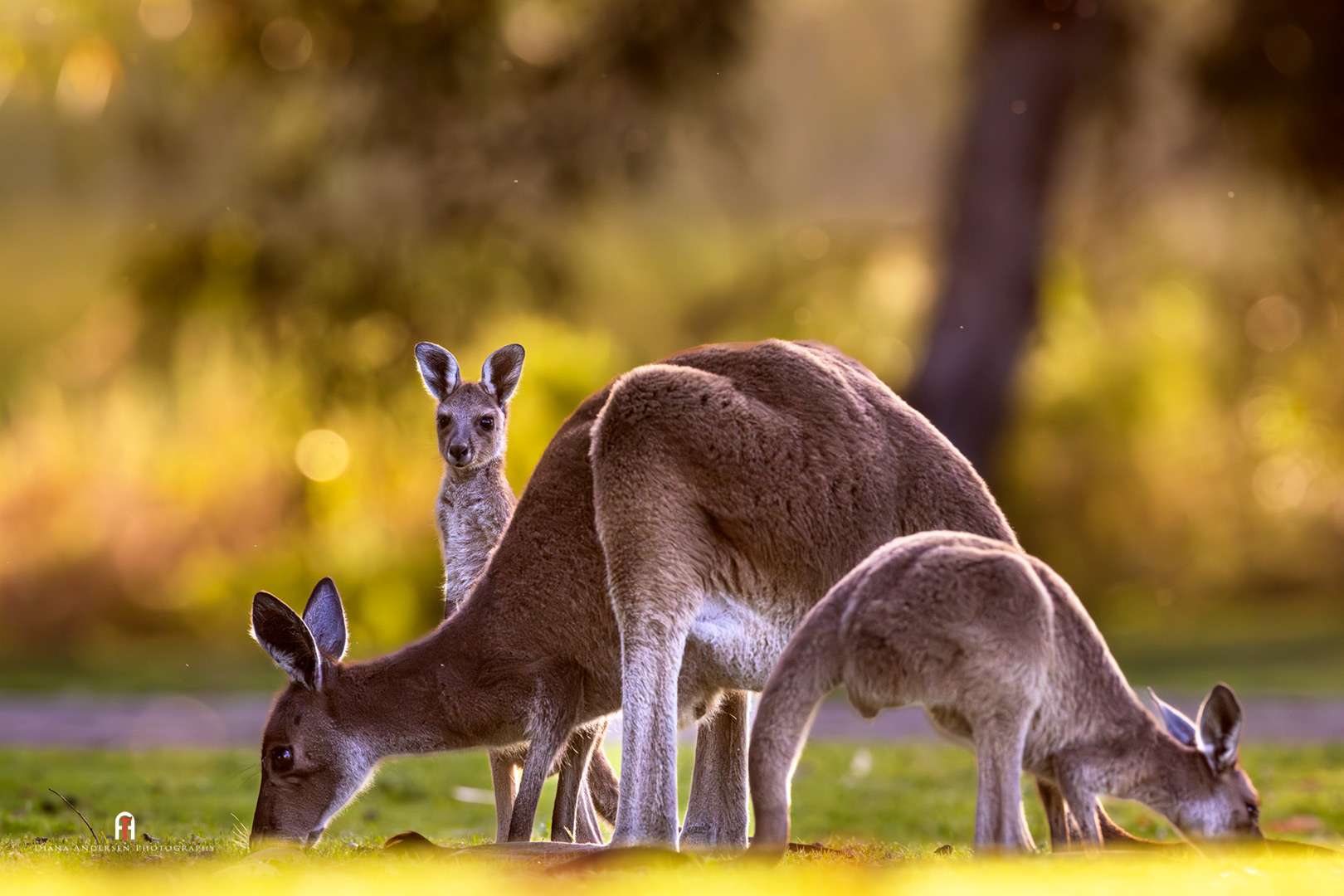 Kangaroos - The Remarkable Life of Australian Kangaroos - Wildlife ...