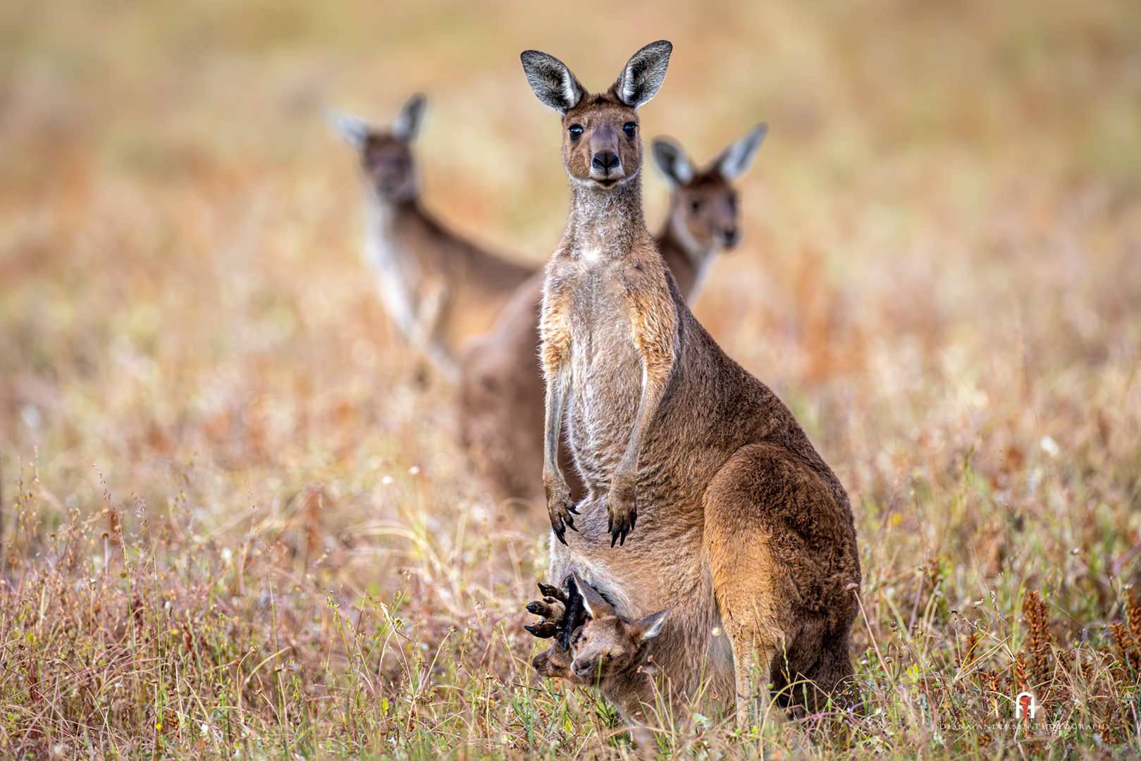 Kangaroos - The Remarkable Life of Australian Kangaroos - Wildlife ...
