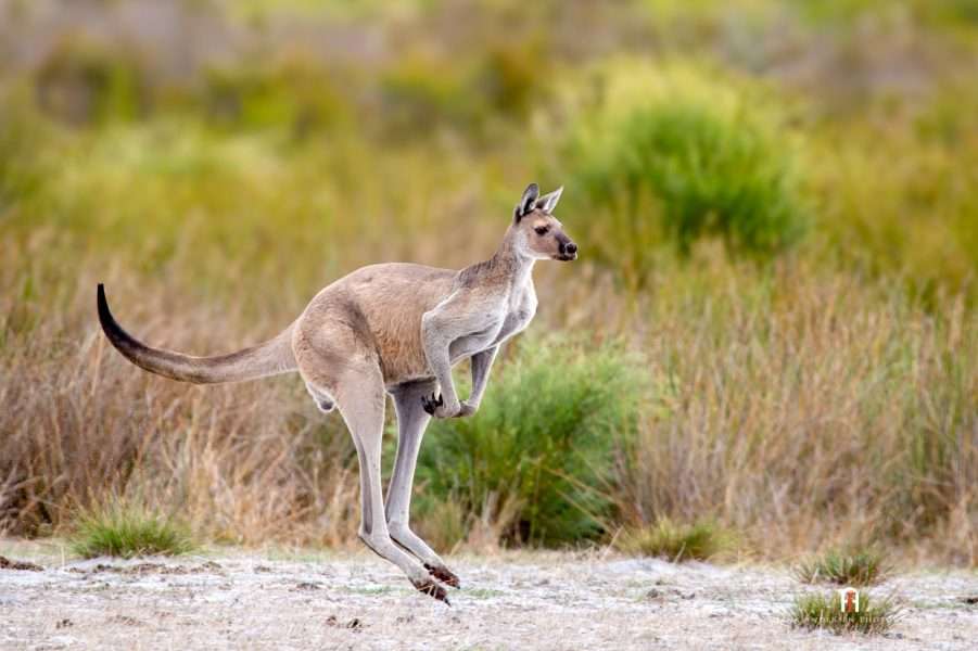 Kangaroos - The Remarkable Life of Australian Kangaroos - Wildlife ...